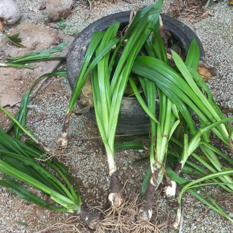 Daun Tembaga Suasa ~~ Perubatan Tradisional | Shopee Malaysia