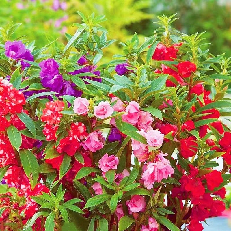 🌺10 Biji Benih🌺Mix Colour Bunga Keembong 七彩凤仙花种子 | Shopee Malaysia