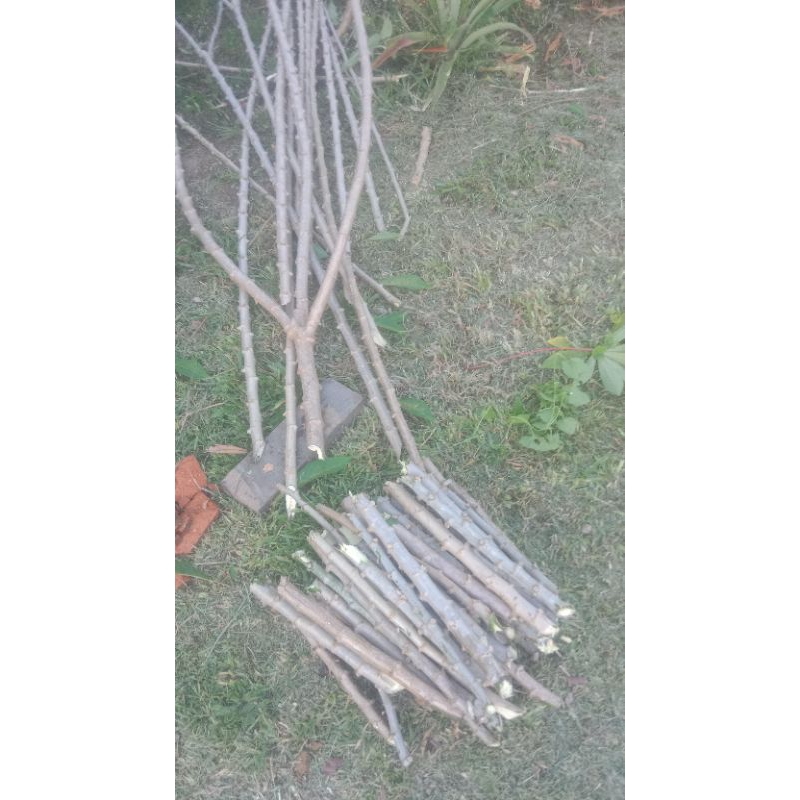 Keratan ubi kayu utk tanam | Shopee Malaysia