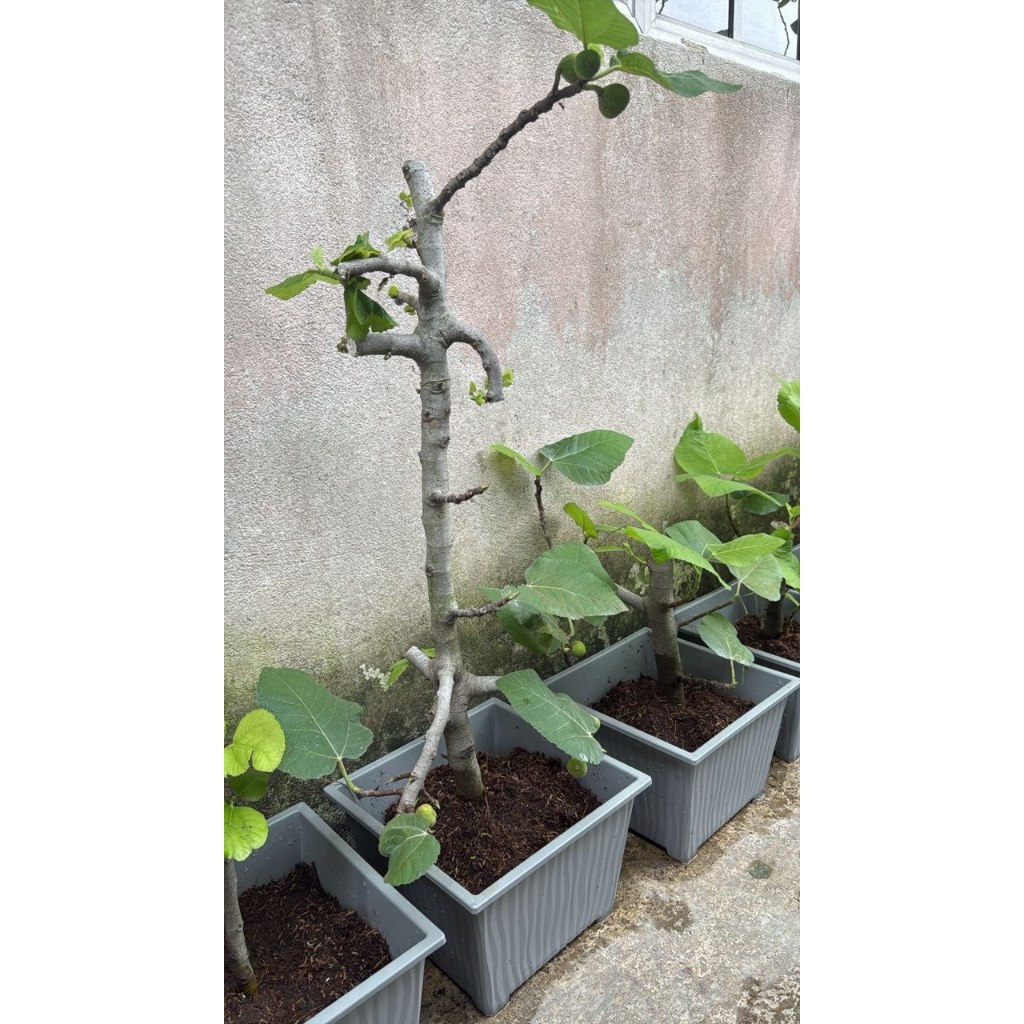 Pokok Tin size batang besar & Stable | Shopee Malaysia