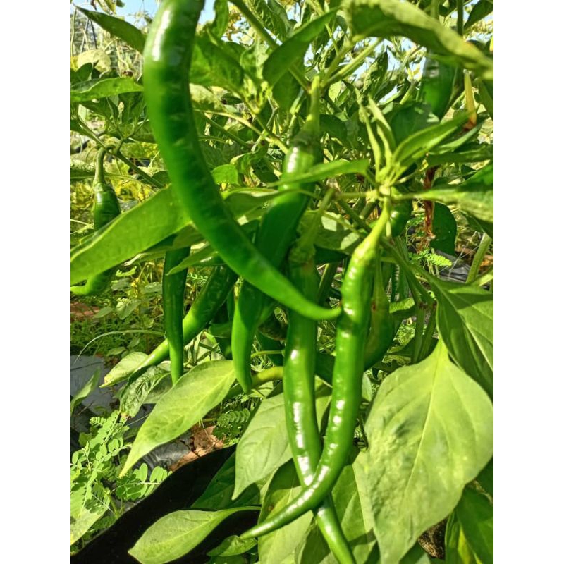 Cili besar hijau segar/ fresh green chillies 500g | Shopee Malaysia