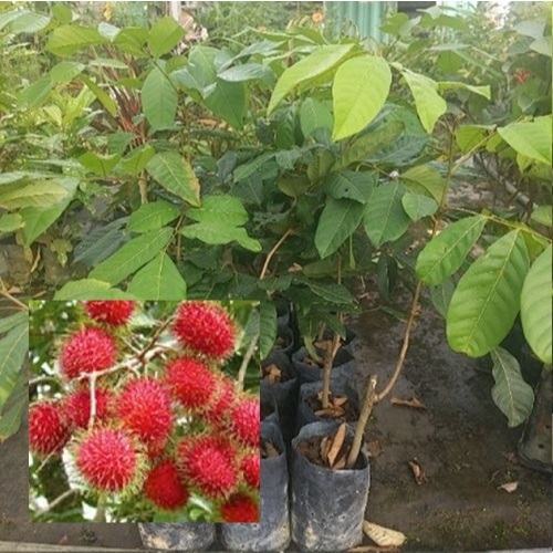 Anak Pokok Rambutan Anak Sekolah (Kahwin) | Shopee Malaysia