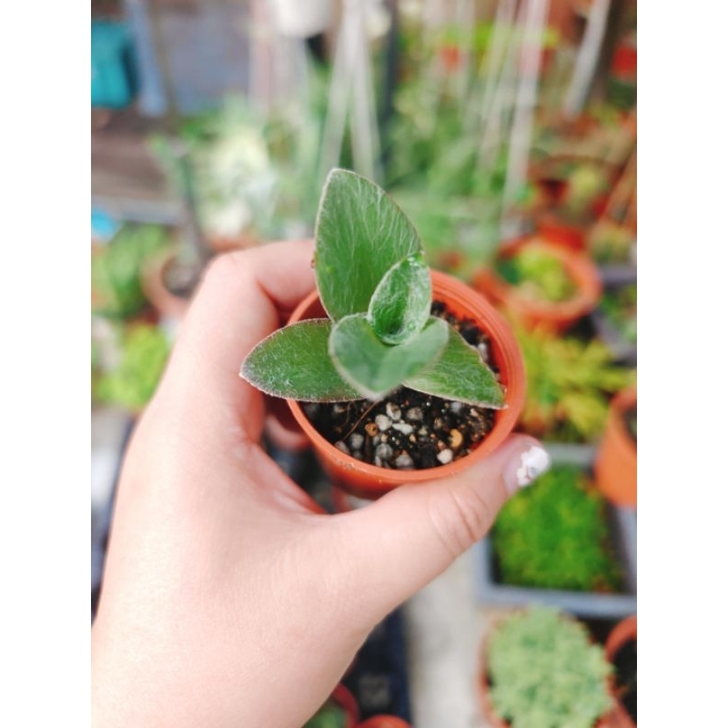 白雪姬💚多肉植物💚易养活💚Tradescantia sillamontana Matuda💚Succulent💚Easy grow plant ...