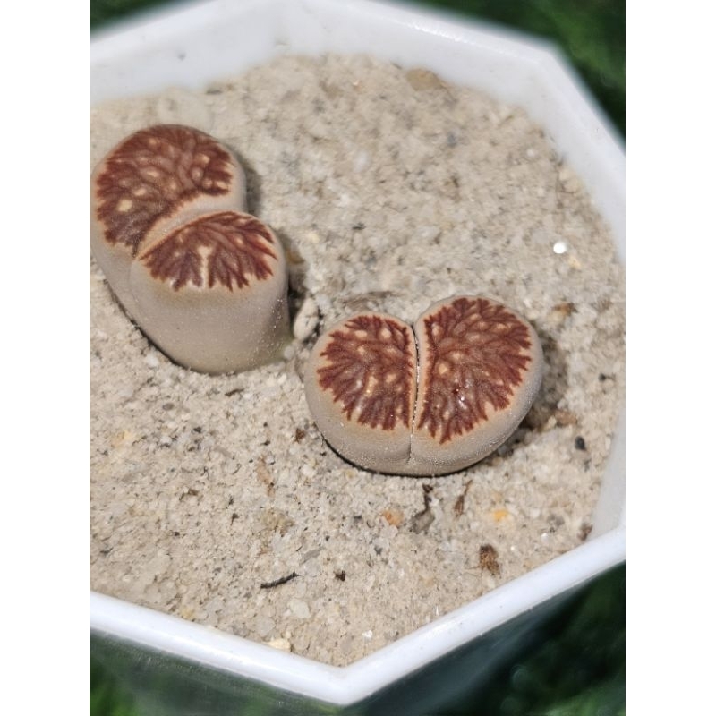 Lithops red kiku twinhead each 抹茶绿双头菊紫巴厘玉/紫李玉/黄巴厘玉/C54流水日轮玉/屁屁生石花 ...