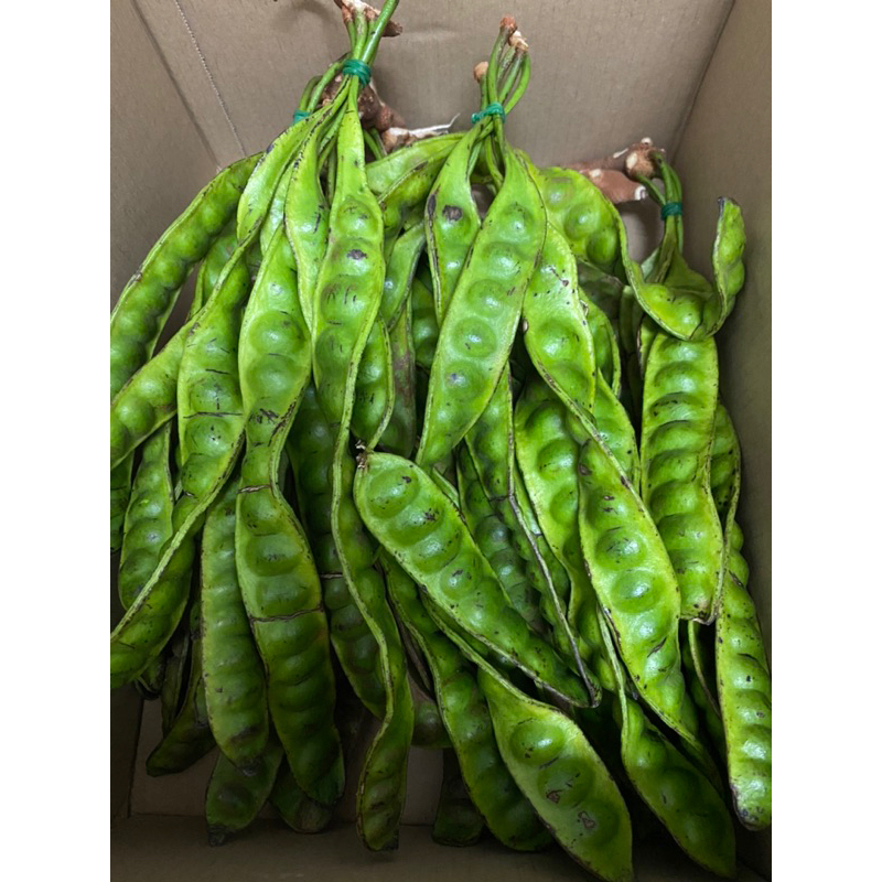 petai padi papan petai papan 50papan | Shopee Malaysia