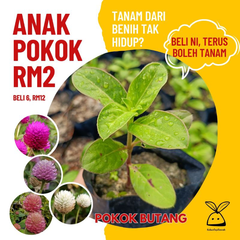 Anak pokok butang (warna bunga random: lavender, salmon, purple dan ...