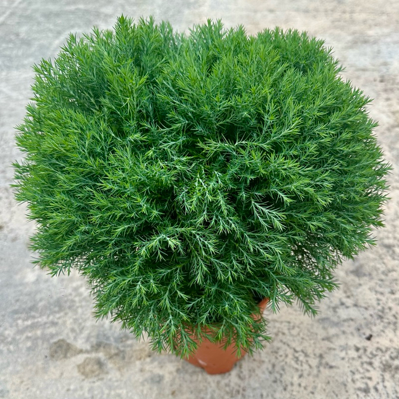 🔥OUTDOOR🔥 ROUND PINE TREE / Ball Pine / Pokok Rhu Bulat / Round Juniper ...