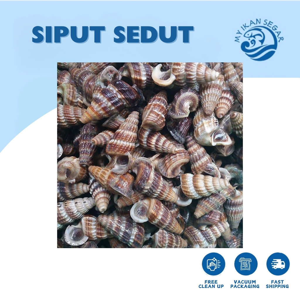 SIPUT SEDUT FRESH BALITUNG 踽踽螺 吸螺 Segar Siap Potong Cuci | Fresh ...