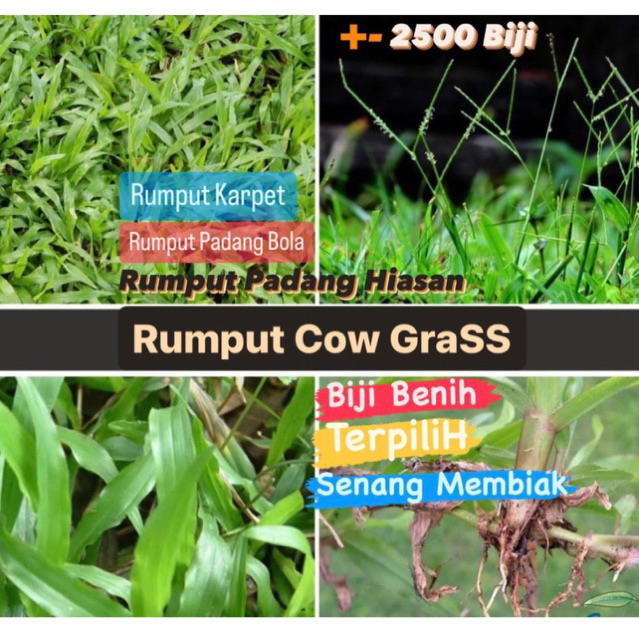 [3000pc] Biji Benih Rumput Cow Grass Seed Rumput Cantik Axonopus ...
