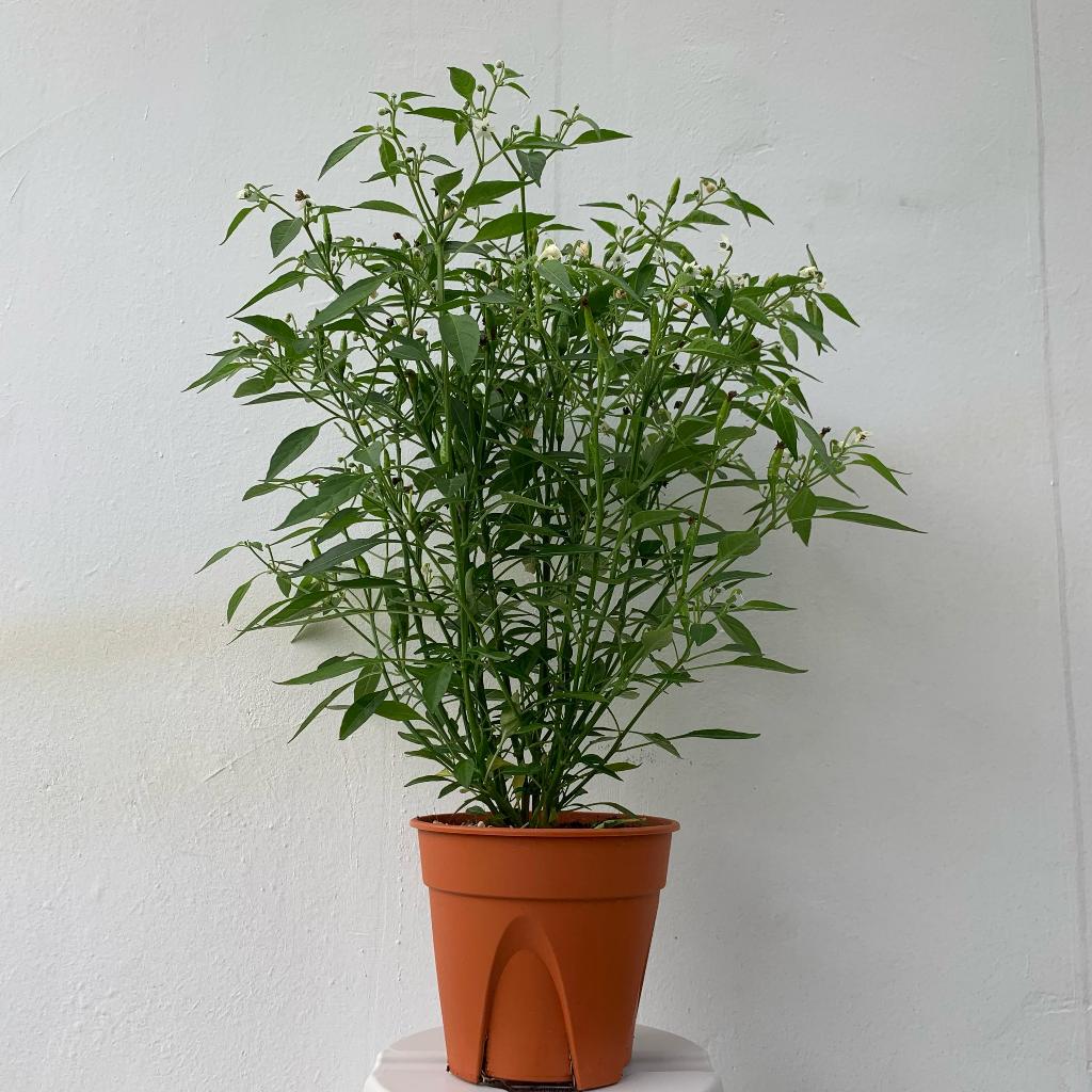 TA Pokok Cili Padi Kampung (Pasu) | Shopee Malaysia