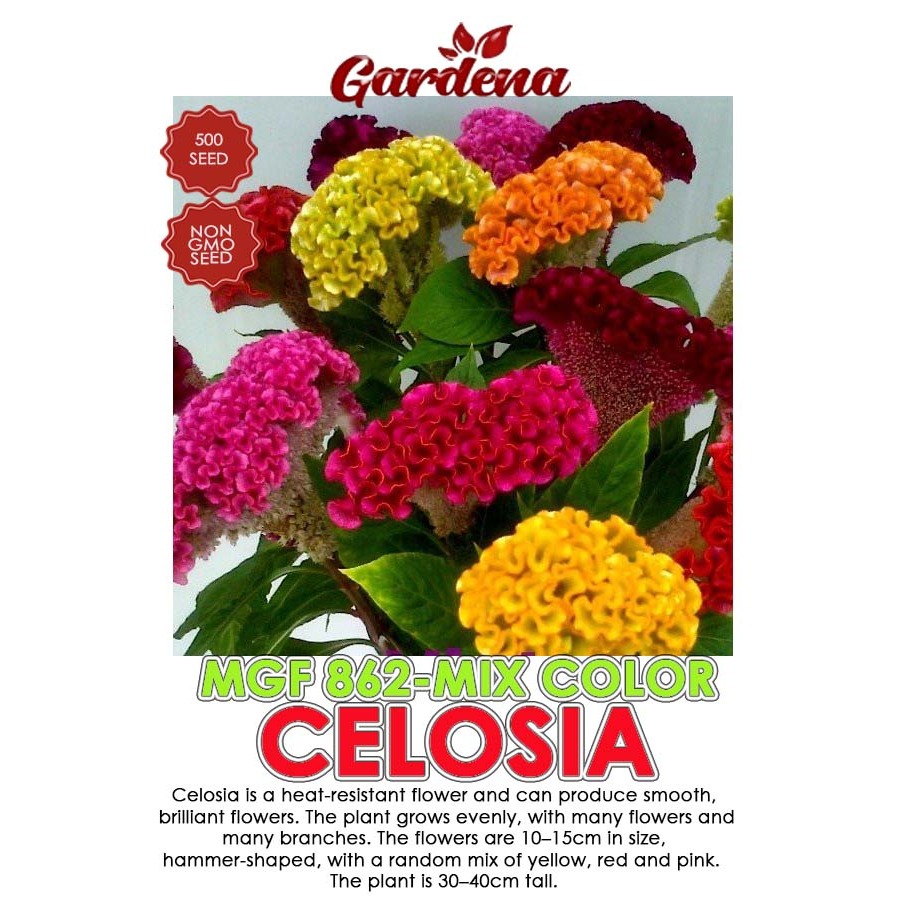 500 SEED BENIH BUNGA BALUNG AYAM CELOSIA MIX COLOR | Shopee Malaysia