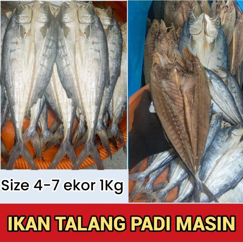 IKAN TALANG PADI MASIN ISI LEMAK SIZE CAMPUR 4-7 EKOR SEKILO DR UTARA ...