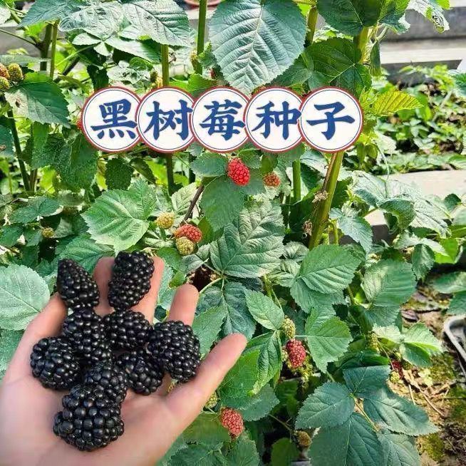 Biji Benih Raspberi Hitam(50 Seeds)/黑树莓种子/Black Raspberry Seeds ...