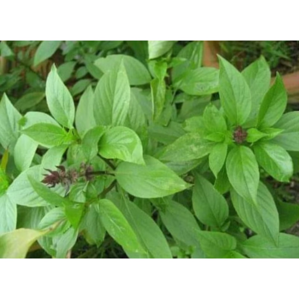 Thai Basil Plant / Pokok Selasih / โหระพา / 九層塔,又叫金不換,番名羅勒 SENANG DI ...
