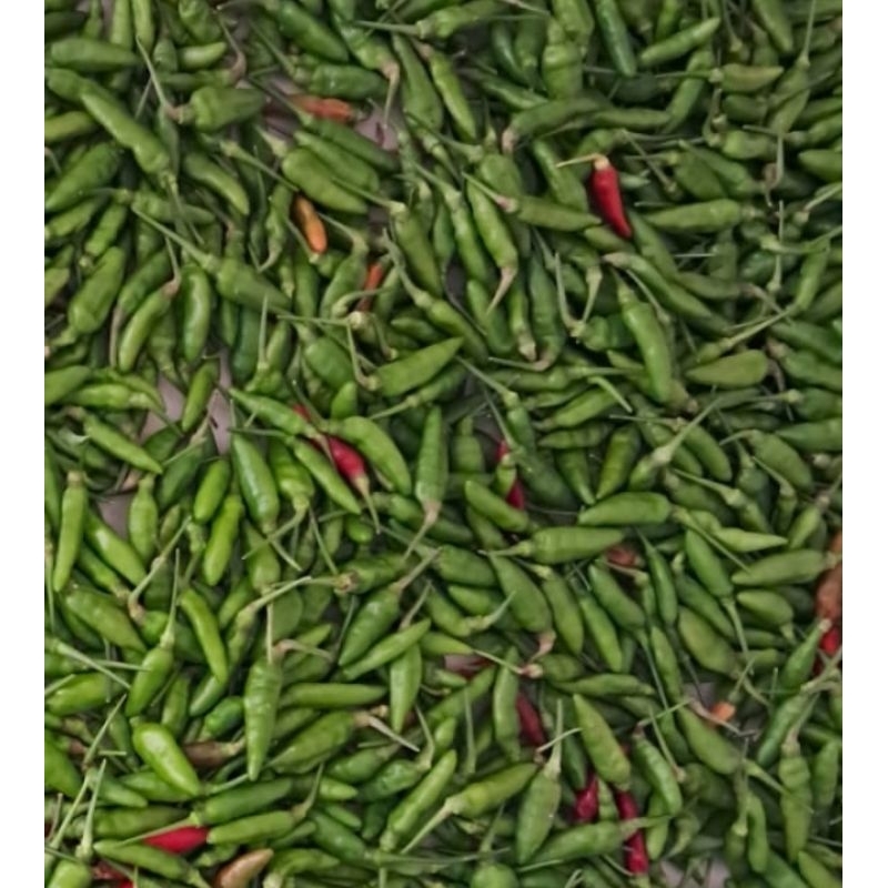 Cili burung/ cili padi kampung/cili padi rajo SEGAR 1kg | Shopee Malaysia