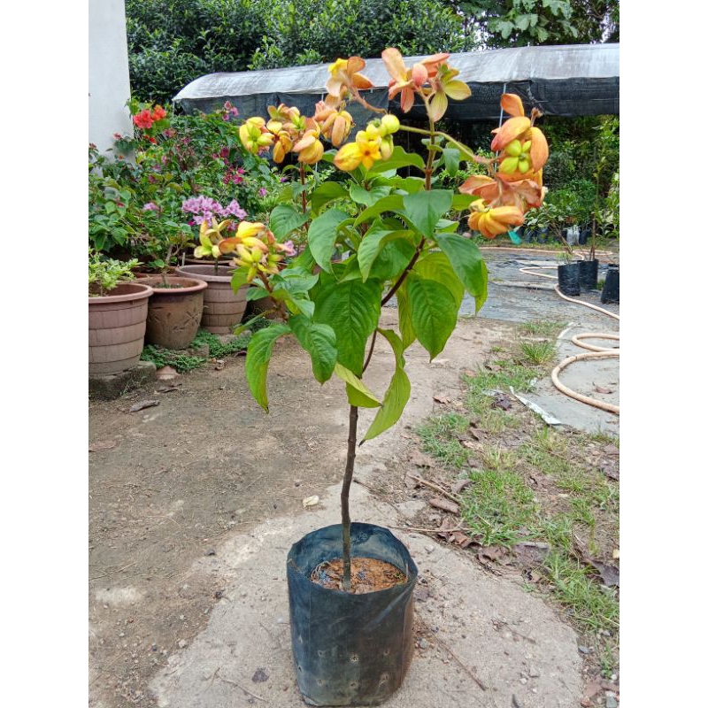 Pokok Bunga Janda Kaya Oren | Shopee Malaysia