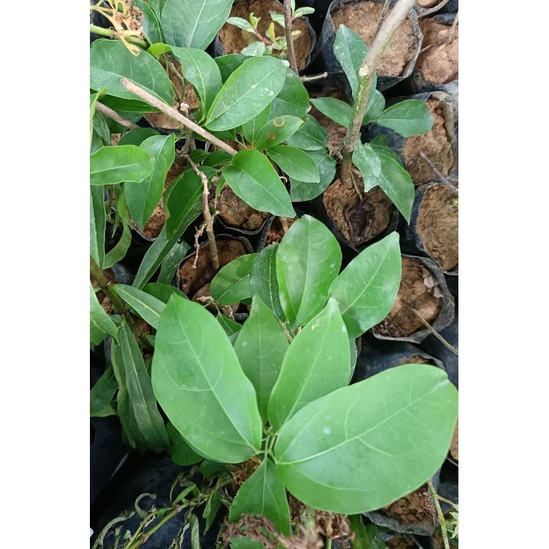 POKOK ULAM TENGGEK BURUNG DALAM POLIBEG | Shopee Malaysia