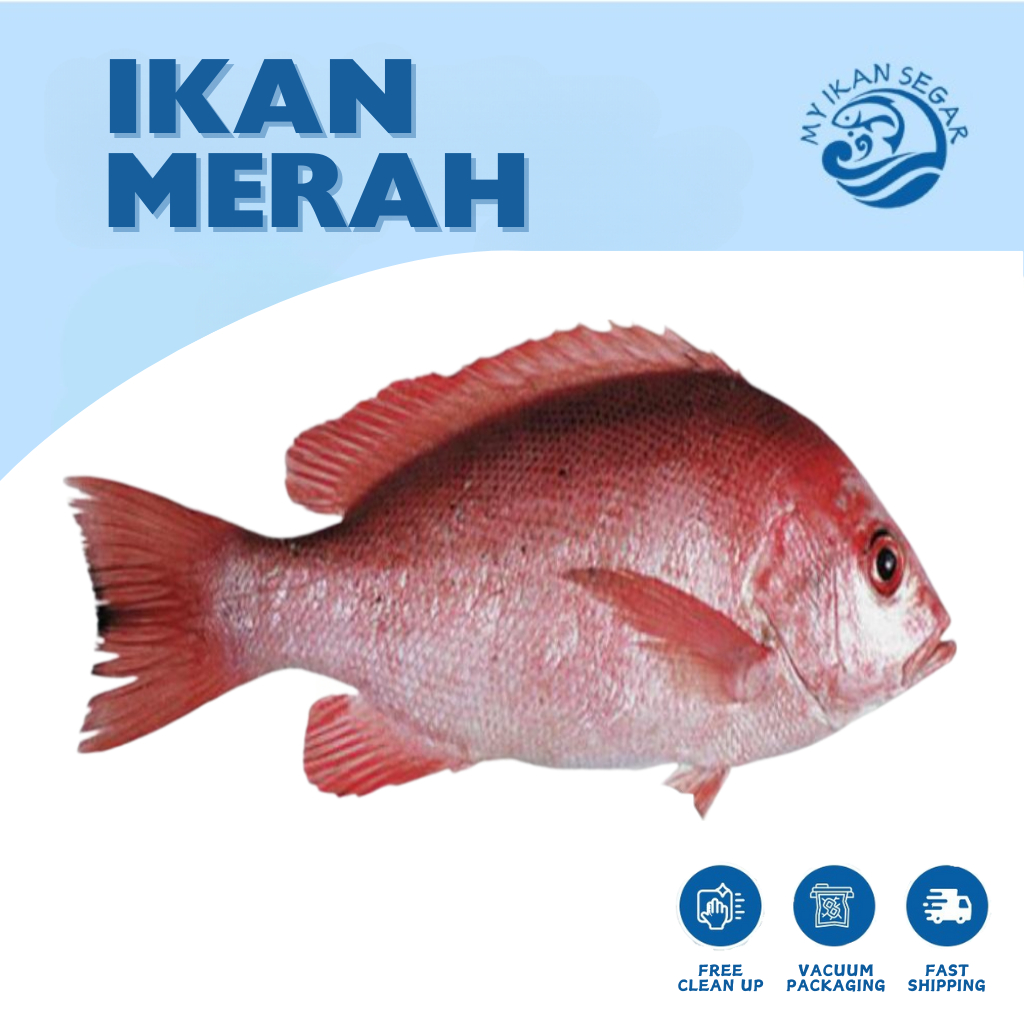 IKAN MERAH 1 EKOR (SIAP SIANG & CUCI ) IKAN SEGAR IKAN MERAH FROZEN ...
