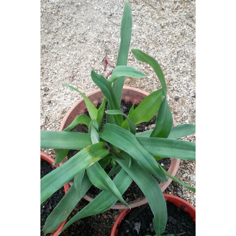 Pokok Rumput Cina / Rumput Siti Khadijah ( untuk rawat pelbagai ...