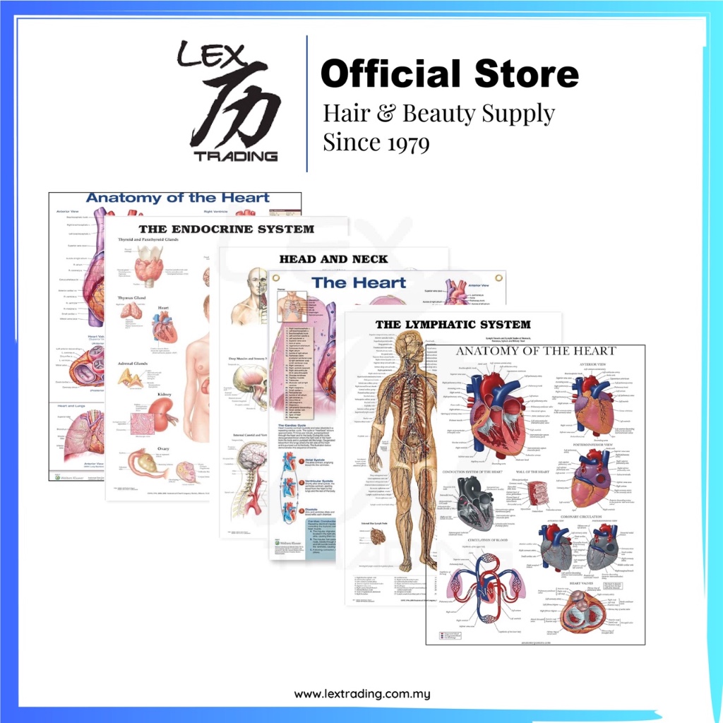 Human Anatomy Frameless Poster Wall Sticker Paper (50cm x 70cm ...