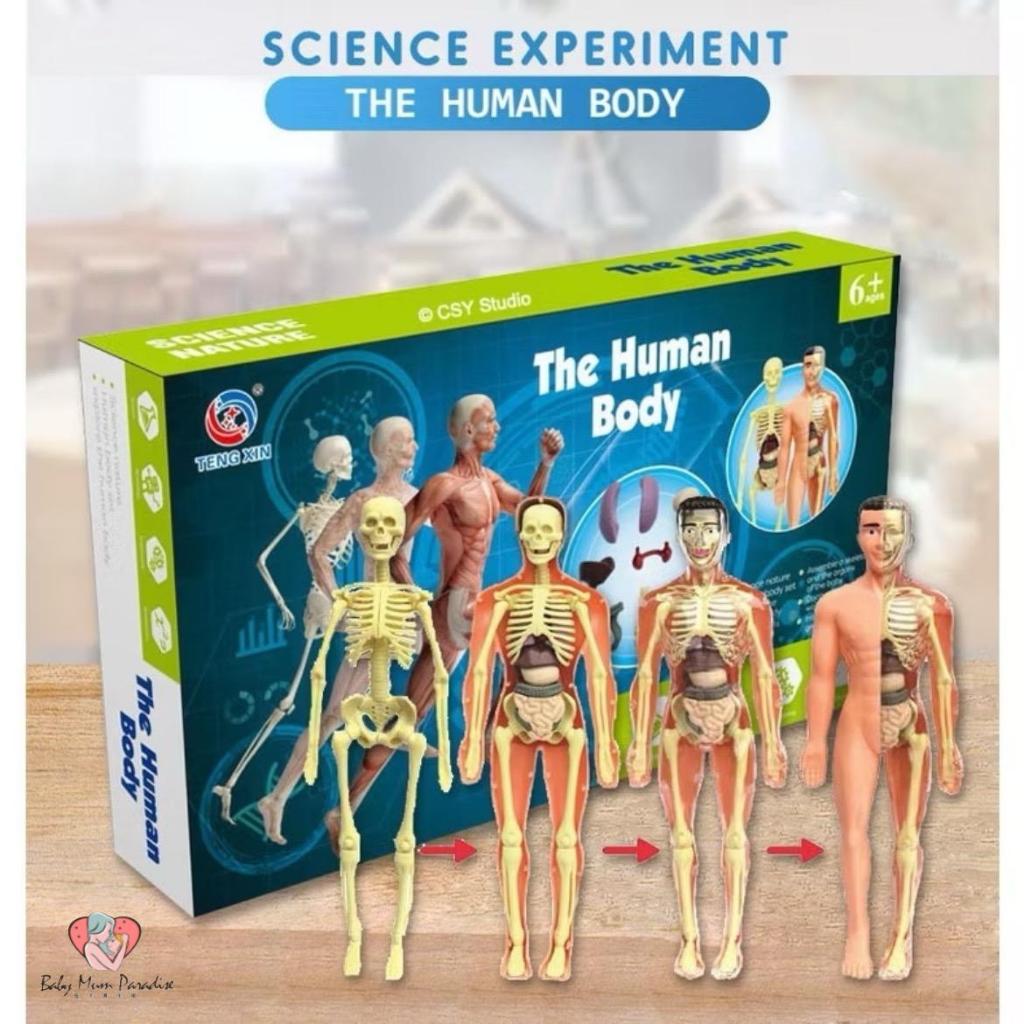 3D Human Body Model 28cm Anatomy Organ Assembly Human Skeleton Science ...