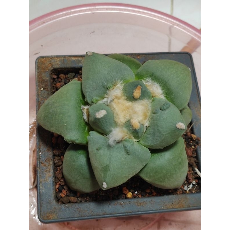 12cm Big Ariocarpus Trigonus Cauliflower 多肉植物-超美实生大龙牙菜花牡丹 | Shopee Malaysia