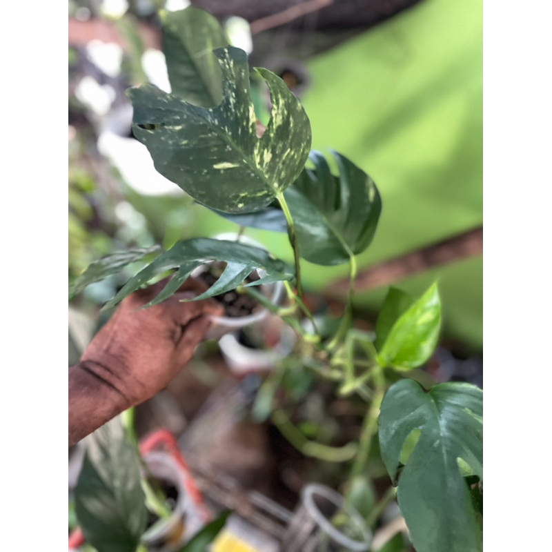 anak pokok epip pf - golden photos | Shopee Malaysia