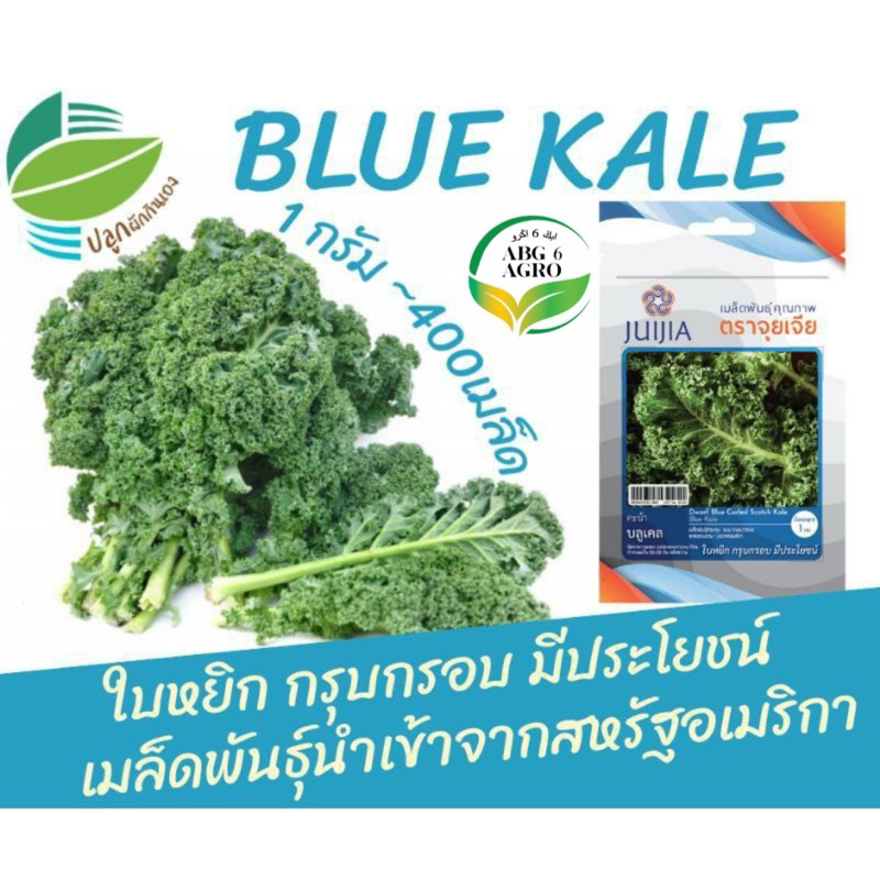 1g Benih Kailan Kerinting /Kale Curly Seed/ Dwarf Blue Curled Scotch ...