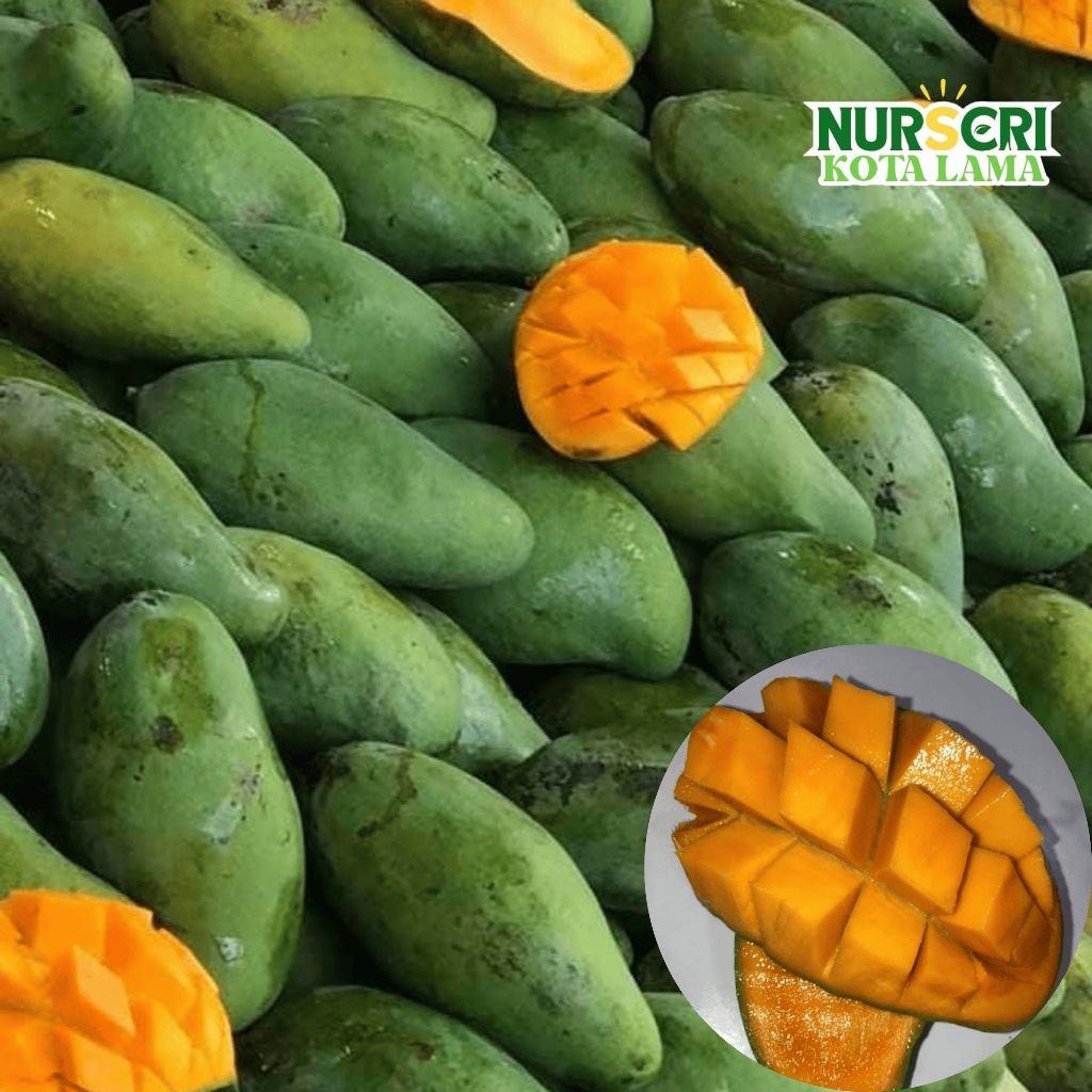 🔥HYBRID🔥 POKOK MANGGA MAS HITAM THAI / Black Gold Mango Tree / Tong Dam ...
