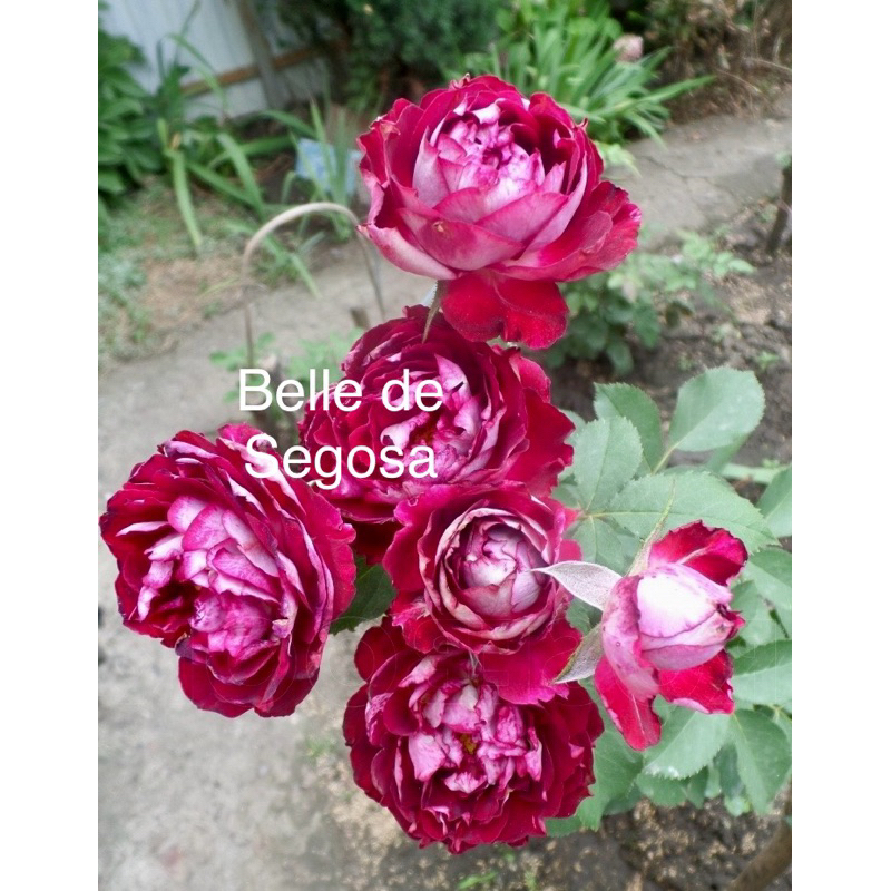 ONWROOT ROSE MERAH (pokok bunga ros warna merah dan lookalike) | Shopee ...