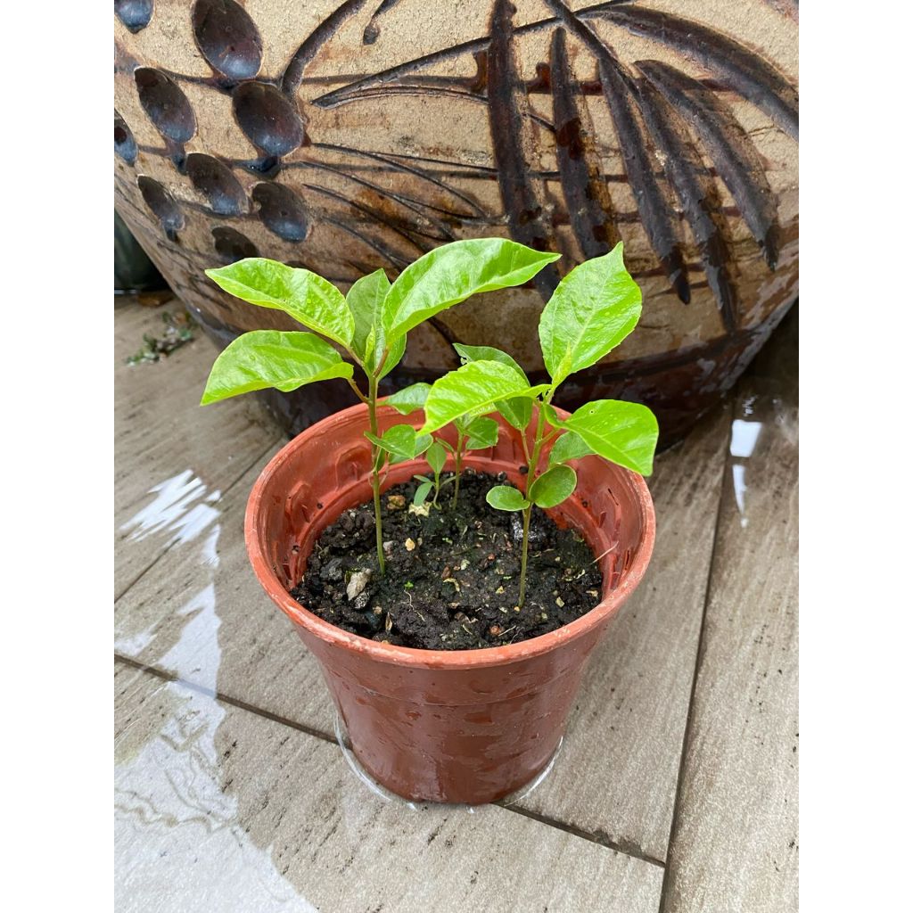Passion fruit Sapling/ 百香果苗/Anak Pokok Markisa | Shopee Malaysia