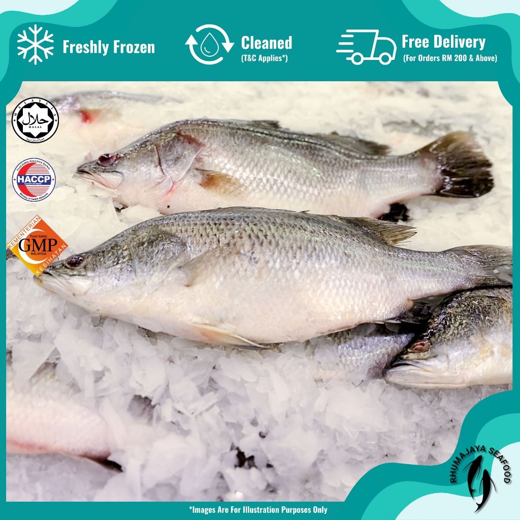 Whole Seabass (Cleaned) Ikan Siakap 石甲鱼| Rhumajaya Fresh Frozen Seafood ...