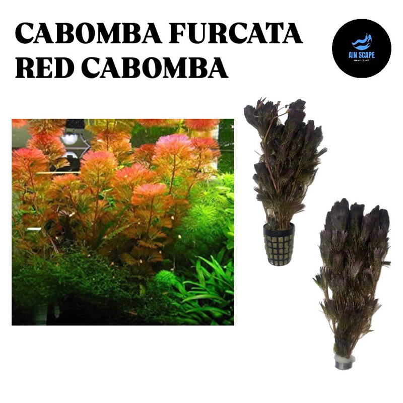 Cabomba Furcata (red) | Aquatic Live Plant | Shopee Malaysia