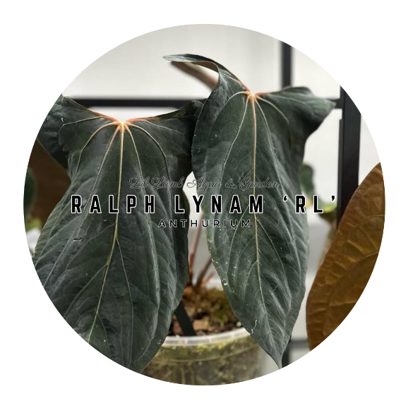 [Anthurium] Papillilaminum RL Ralph Lynam Papi Original JV Premium ...