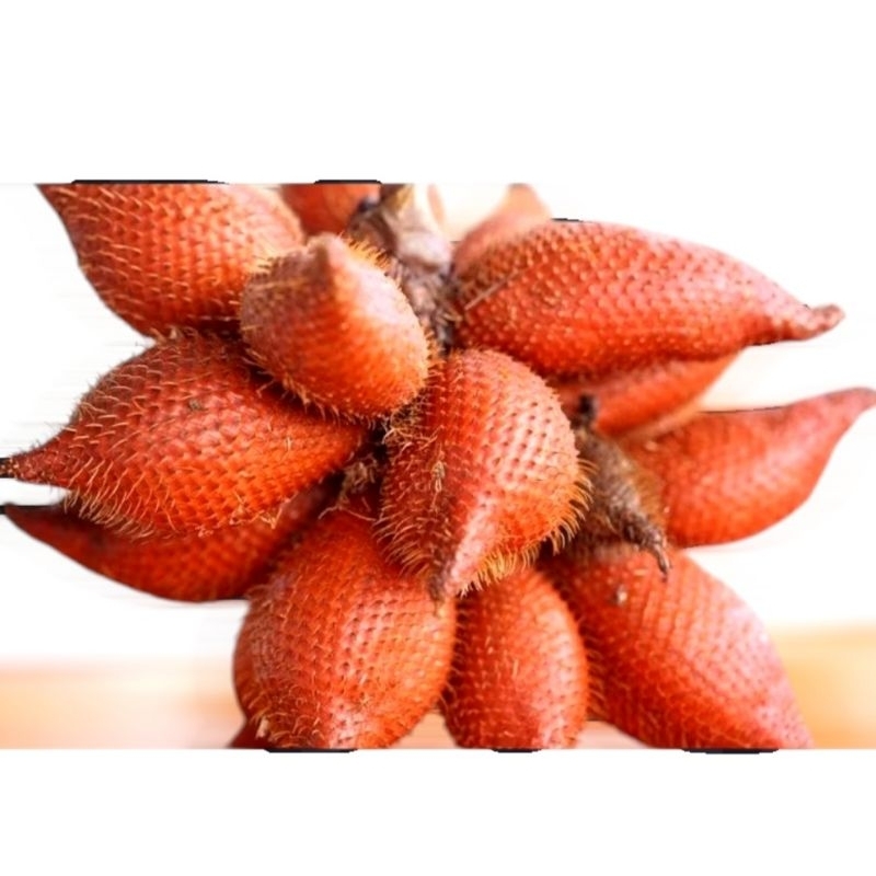 Buah salak siam / salak hutan manis segar 500 gram | Shopee Malaysia