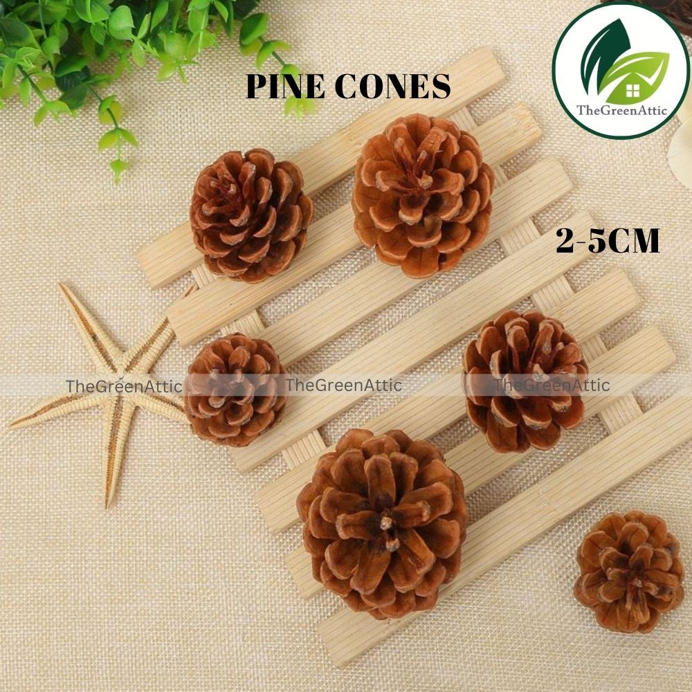 Thegreenattic 2-5cm Pine Cone Chew Toy Pine Toy Decorations Hamster ...