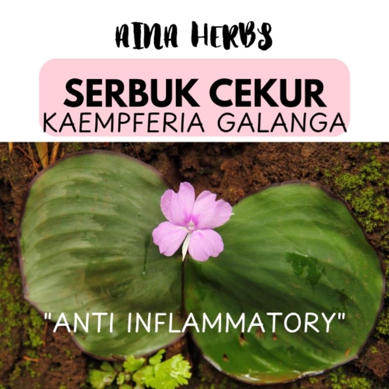 HSK SERBUK CEKUR KENCUR/KAEMPFERIA GALANGA POWDER EXTRACT | Shopee Malaysia