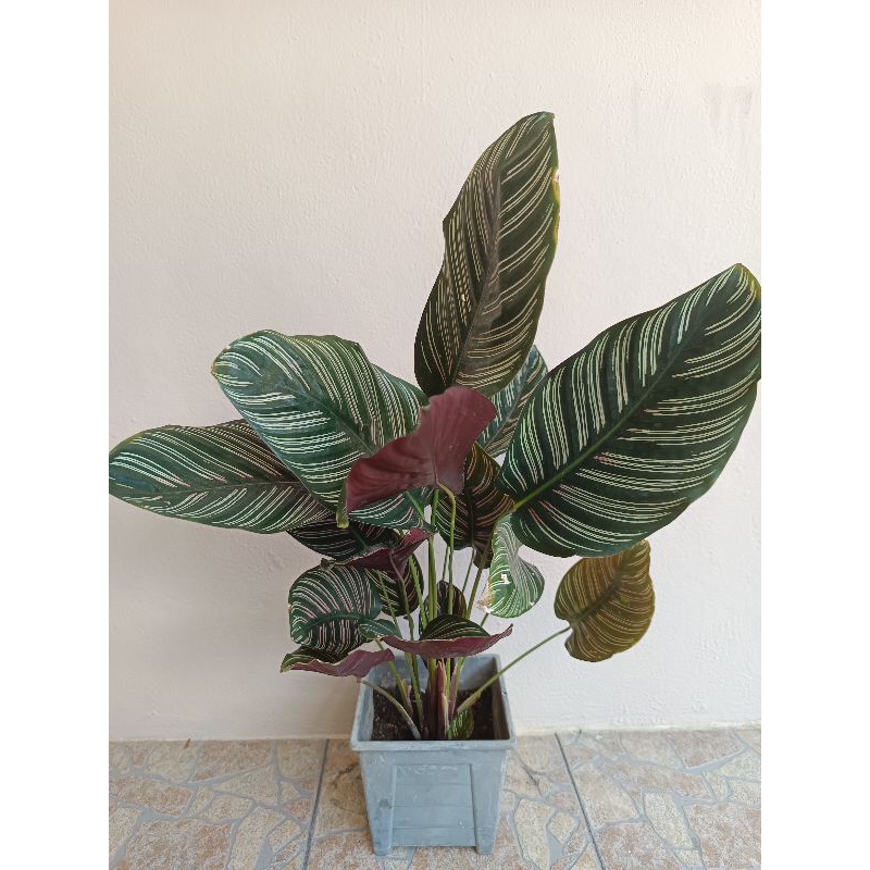 Indoor Plant Calathea Sanderiana Ornata Pinstripe / Pokok Hiasan Dalam ...
