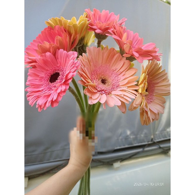 Fresh Gerbera/Daisy from farm of Cameron Highlands 非洲菊 Mix Pink + Champagne (10 stems/bundle ...