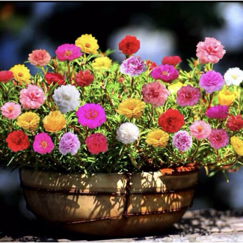 #Biji bunga benih Pencampuran warna matahari ros jepun #Moss rose seeds ...