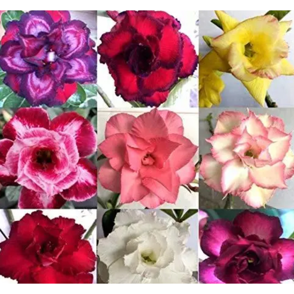 5 Biji Benih Bunga Kemboja Benih Taiwan Desert Rose Seed Fresh Seed ...