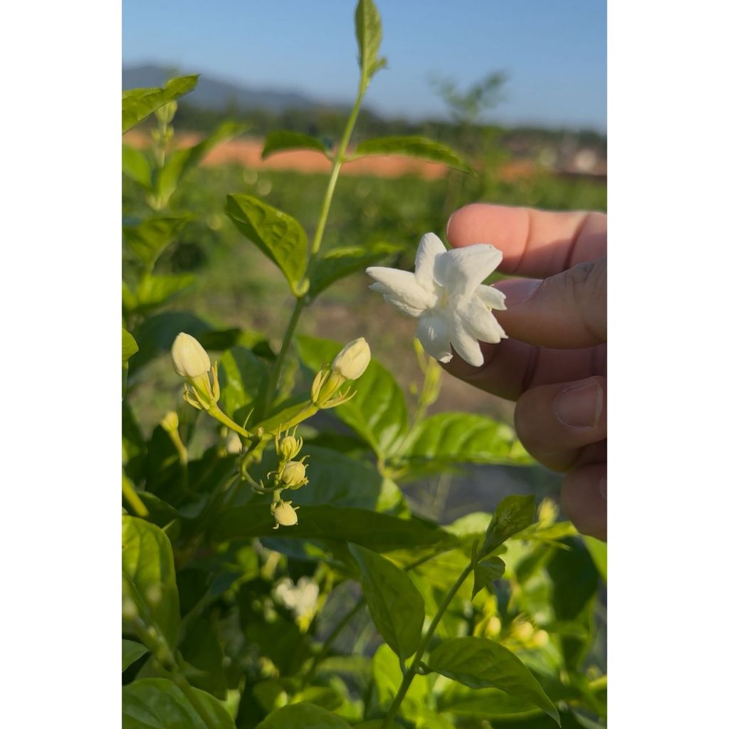 Jasmine flower/fresh package/super fragrant 100g | Shopee Malaysia