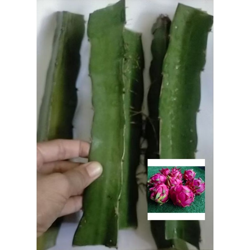 Keratan Buah Naga(Isi Buah Merah) | Shopee Malaysia