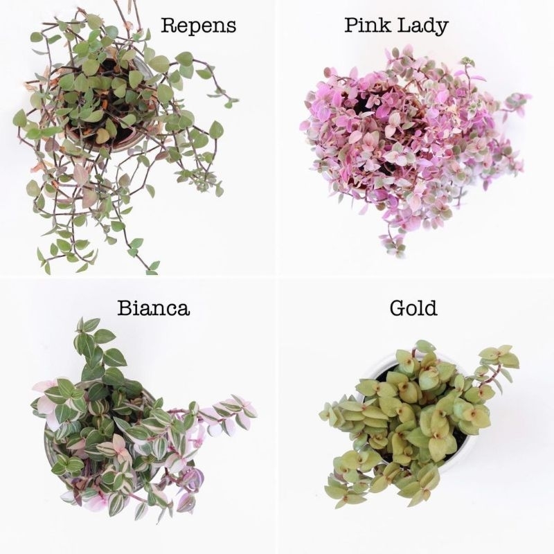 5 keratan Callisia 怡心草 / Callisia Bianca / Callisia Pink / Callisia ...