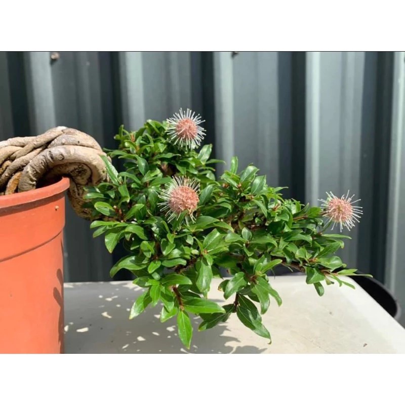 Adina rubella hance 水杨梅 (盆栽/bonsai plant/live plant/outdoor plant ...