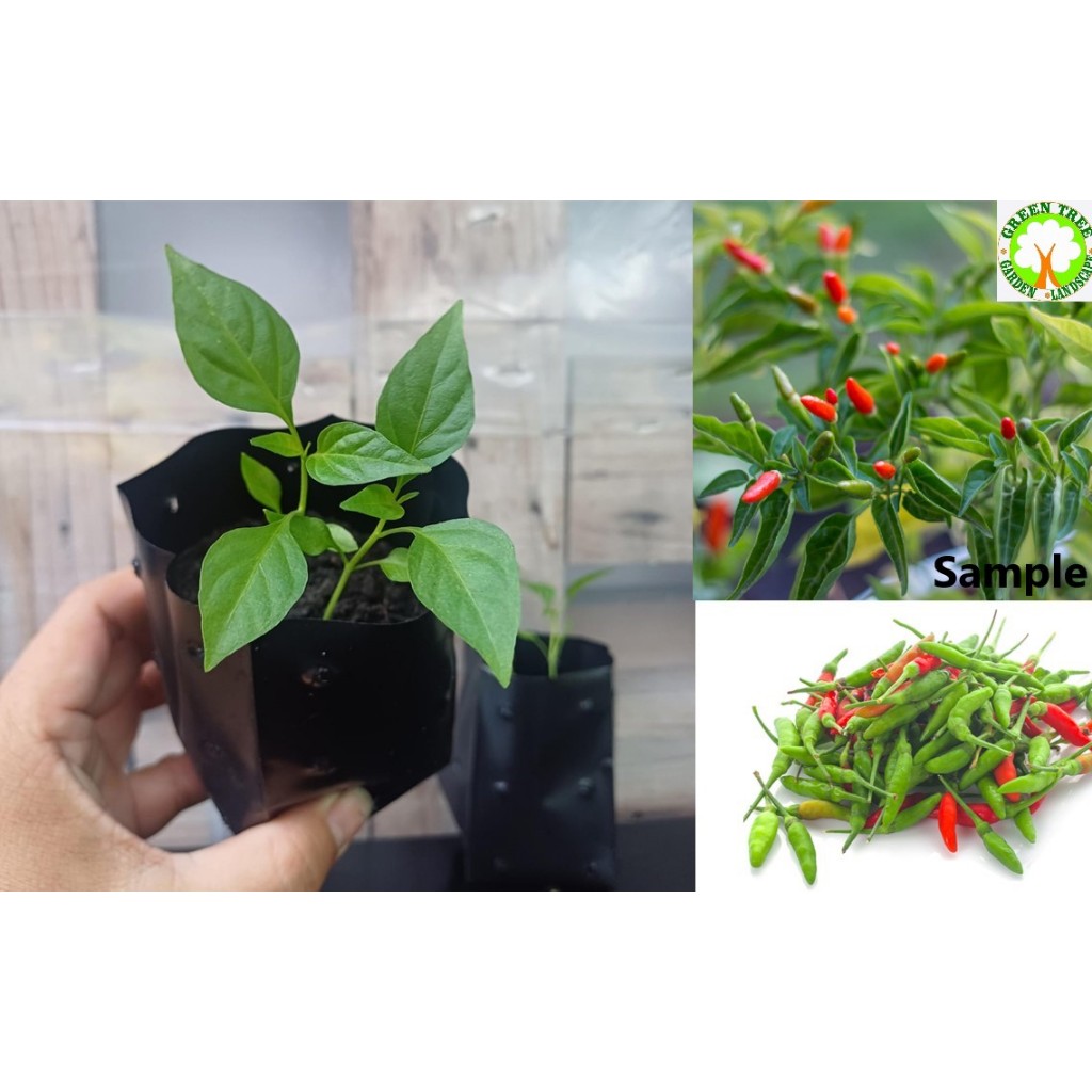 Fruit Tree/Vegetable plant - F1 Anak Pokok Chili Kampung / Cabai Burung ...