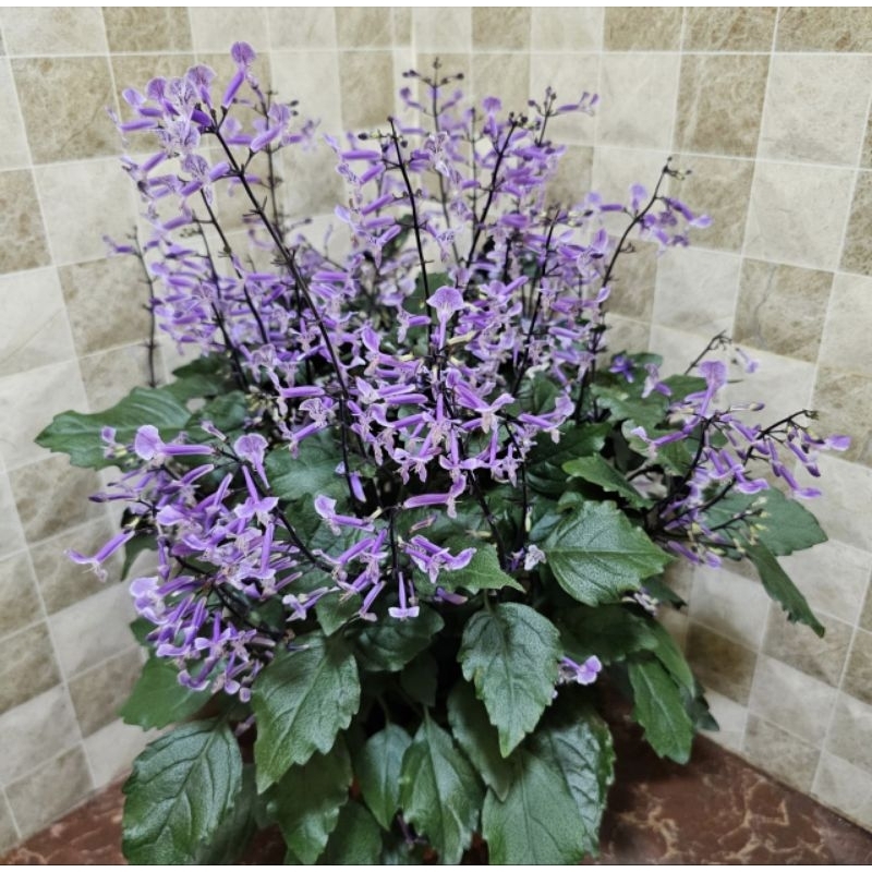 Pokok Bunga Mona Lavender Ajuga Live Plant Indoor | Shopee Malaysia