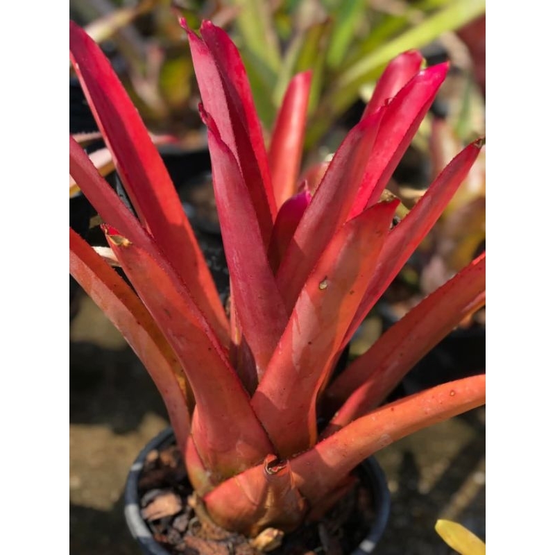 Neo Cruenta Rubra Red/ Id Tahan Panas 100% - Bromeliad Gha Garden House ...