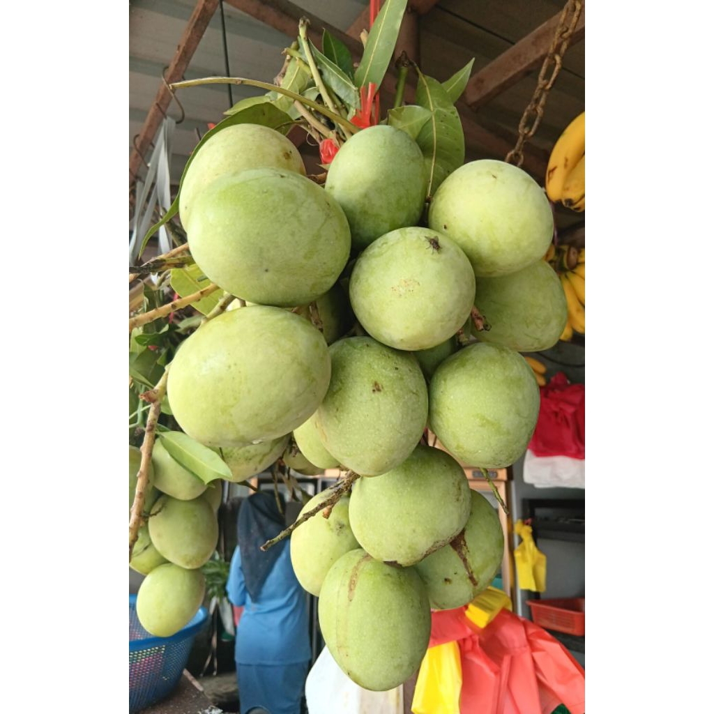 Mangga Mudaa 1KG.... | Shopee Malaysia