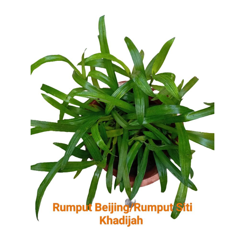 RUMPUT BEIJING/RUMPUT SITI KHADIJAH (pokok hidup dalam polibeg ...